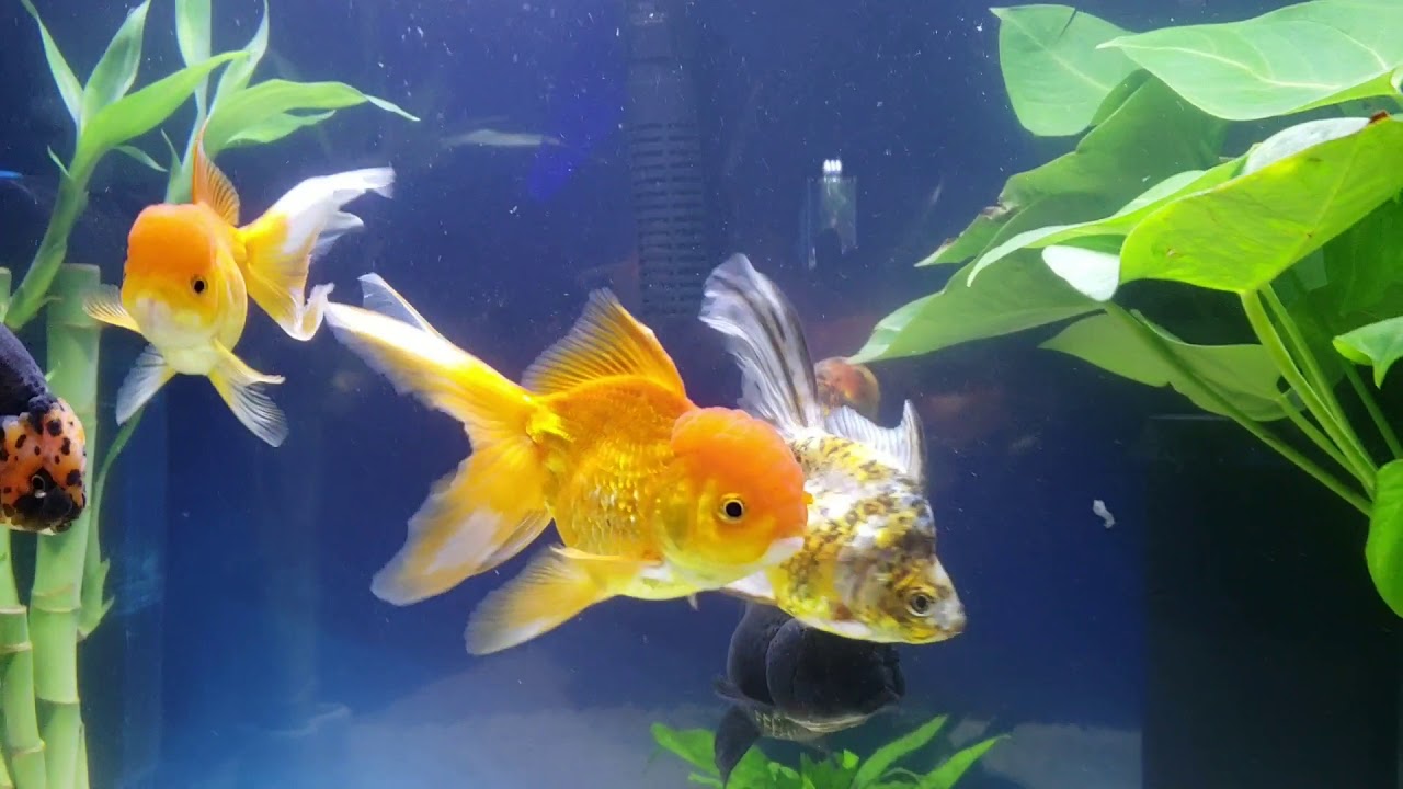 Goldfish Family 🐡🐡🐡🐡🐡🐡🐡🐡 - YouTube