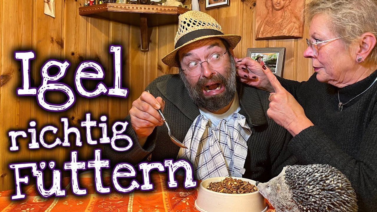 Igel gefunden 😳, was tun? Wissenswertes über Igel und ihre Fütterung ...