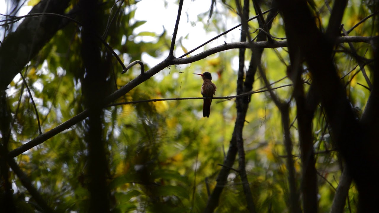 Colibri canelo - Amazilia rutila - YouTube