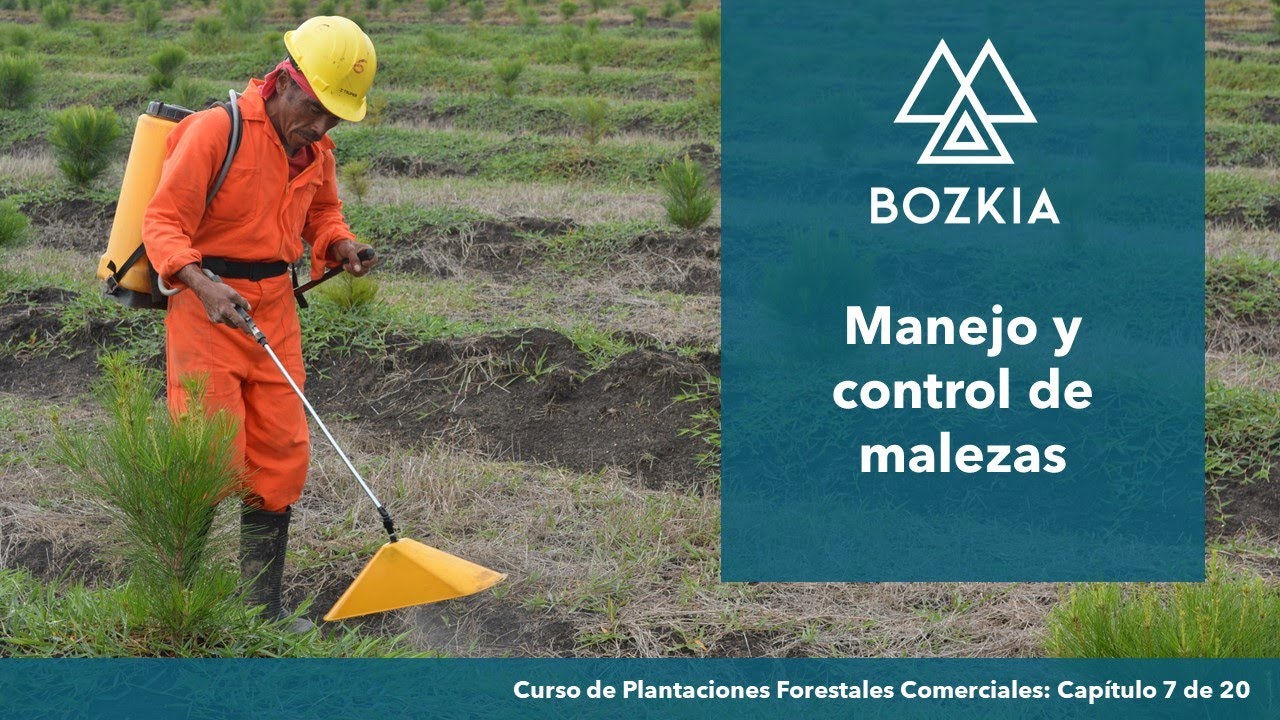 Manejo y control de malezas en plantaciones forestales | PFC | Bozkia ...