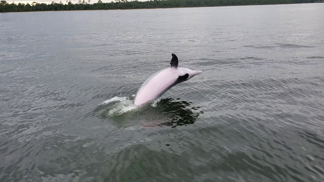 Dolphin @ Orange Beach Alabama 10-13-2019 - YouTube