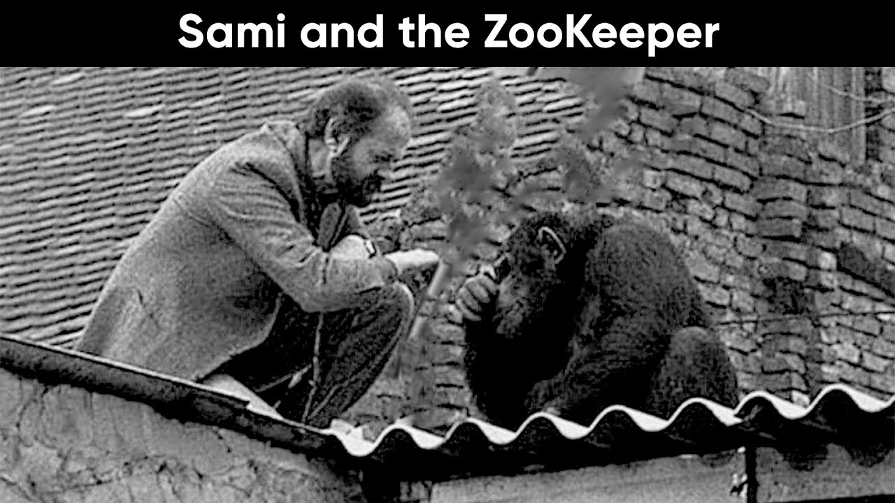 Sami the chimp escapes from the zoo - YouTube