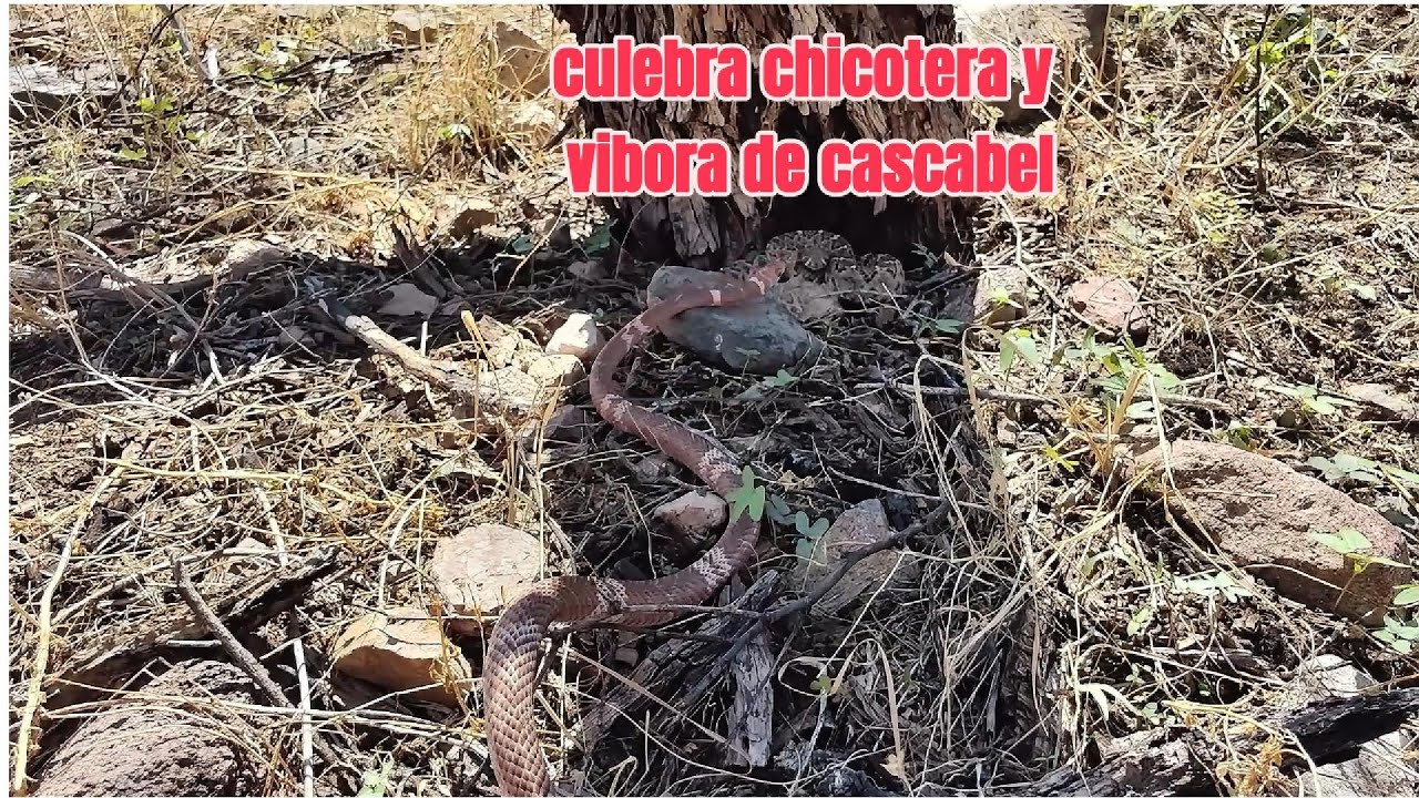 Culebra chicotera y vibora cascabel #serpientes#wildlife - YouTube