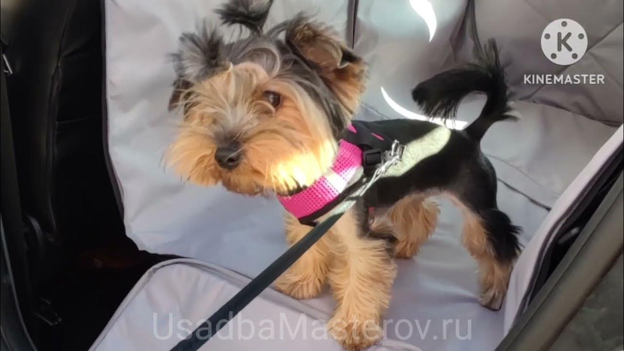 Автогамак для перевозки собак. гамак в машину для собаки. Чехол для ...