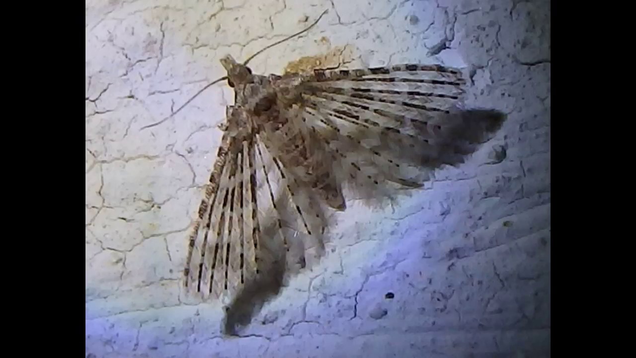 Alucita is the largest genus of many-plumed moths (family Alucitidae ...