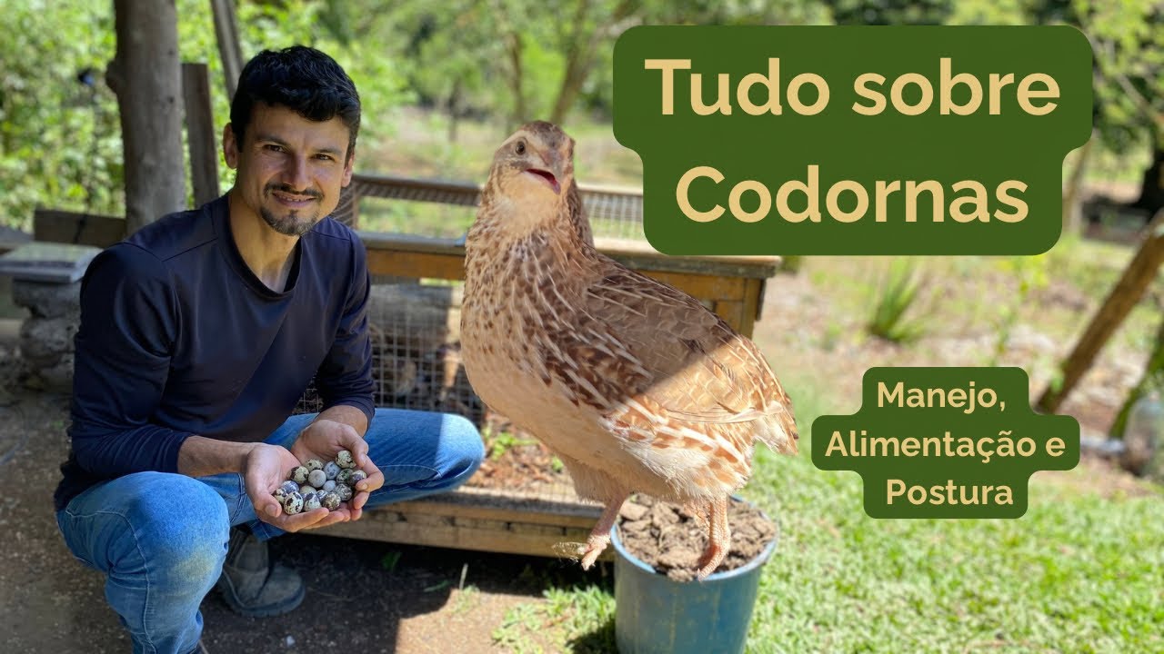Como Criar Codornas de Forma Simples e Eficiente! - YouTube
