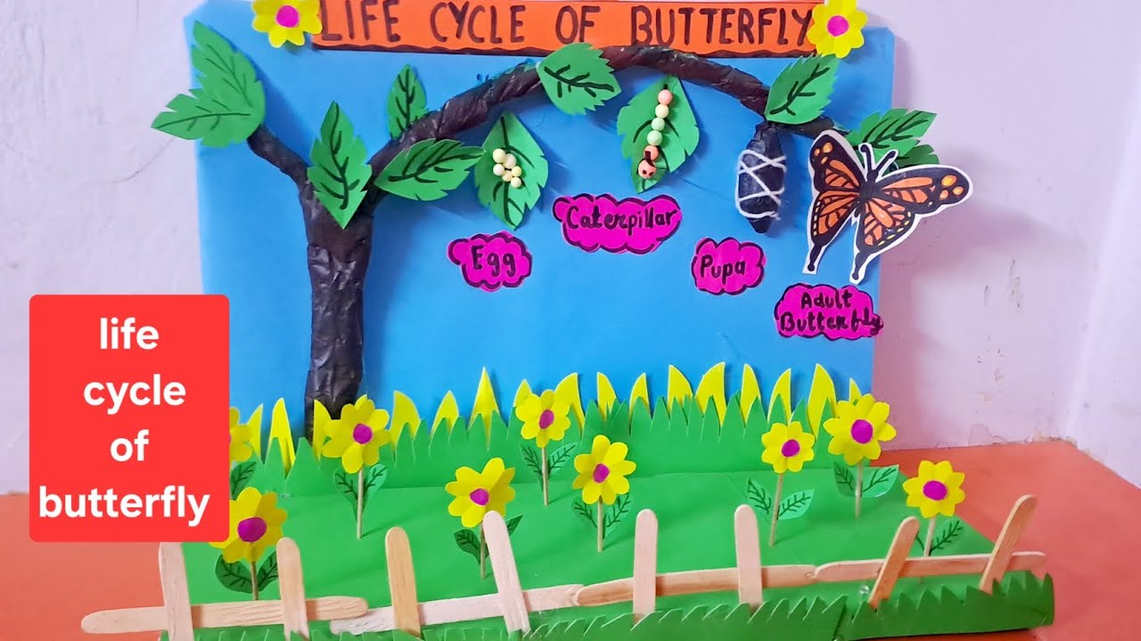 The Life Cycle of a Butterfly/Life Cycle Butterfly Model/Life Cycle of ...