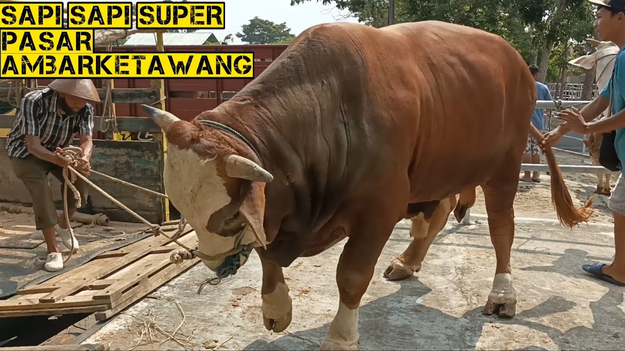 Sapi Sapi Super Pasar Sapi Ambarketawang Yogyakarta !! - YouTube