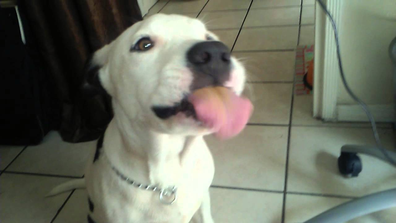 Peanut Butter Ska Dog - YouTube