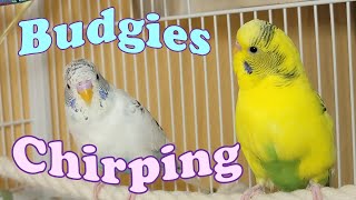 12 Hr Happy Parakeets Sing Playing Eating Cute Budgies Chirping Reduce ...