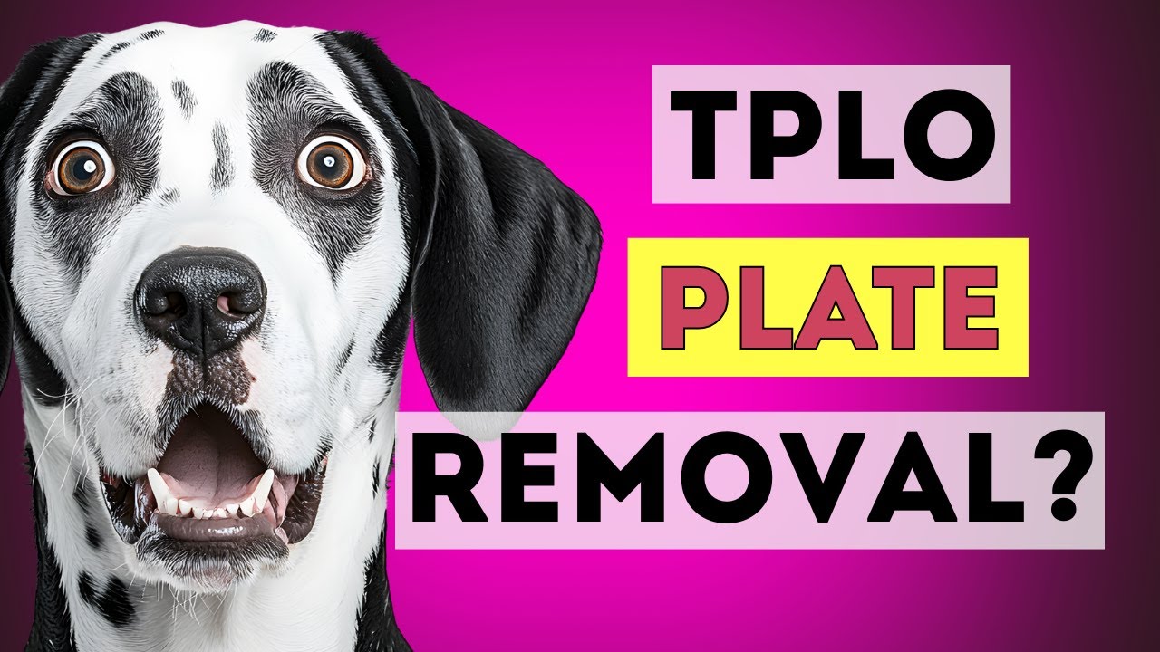 CCL Surgery Complications: When to Remove Your Dog's TPLO Plate - YouTube