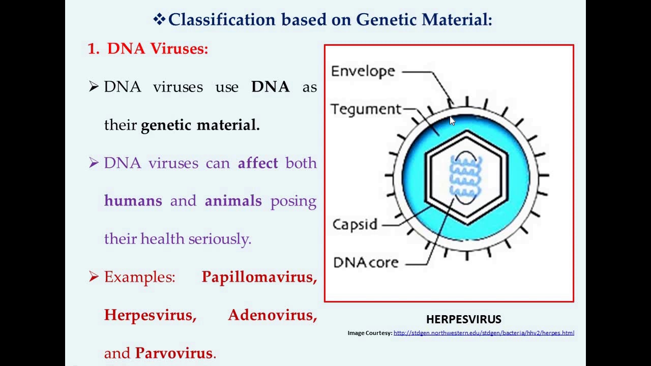 CLASSIFICATION OF VIRUSES BASED ON THEIR GENETIC MATERIAL - YouTube