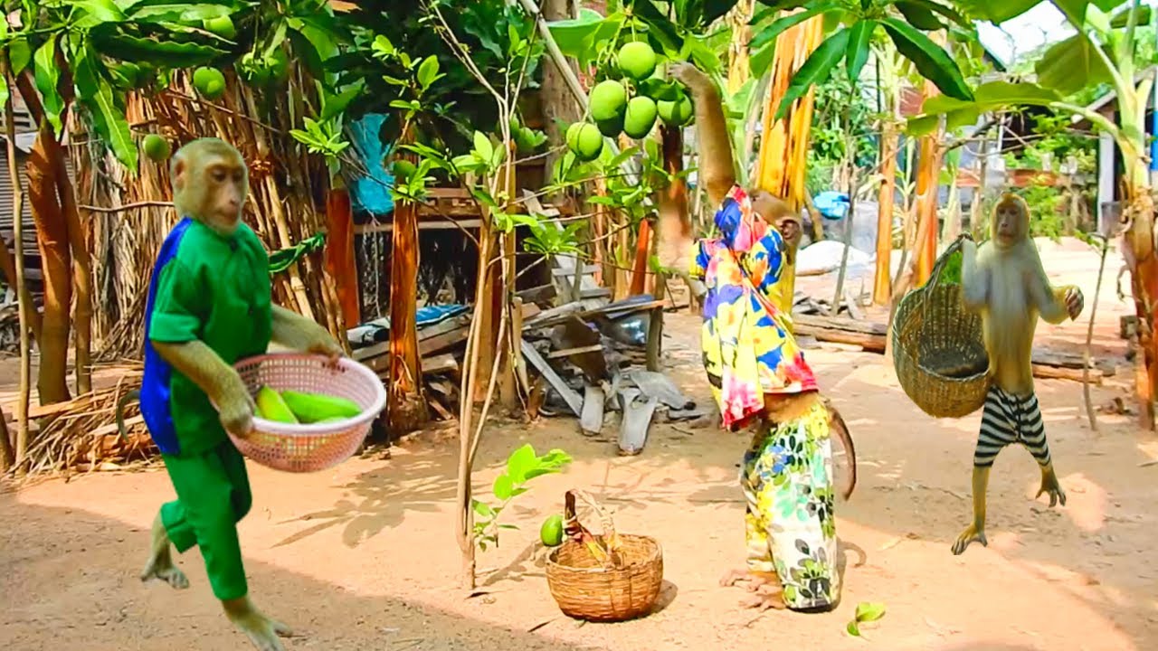A Great Farmer Catch Green Mango At Farm & Bring Back Home - YouTube