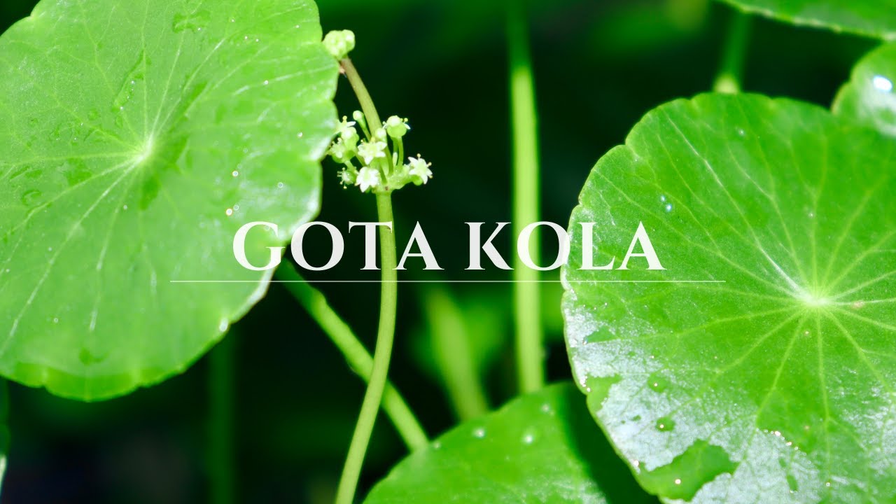 Gota Kola* - YouTube