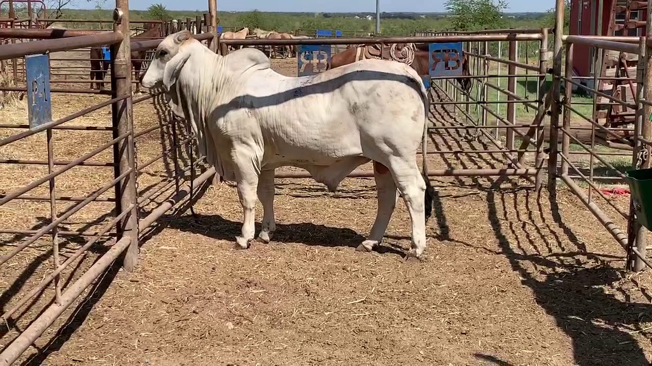 Registered Gray Brahman Bull, #20768 | Cattle for sale - YouTube
