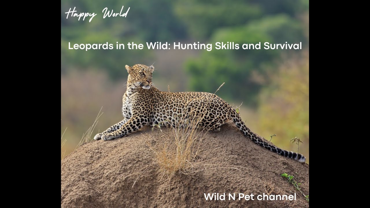 Leopards in the Wild: Hunting Skills and Survival (2024) - YouTube