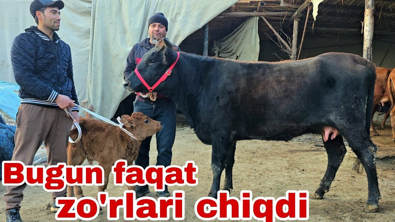 RAZZOQJON ukamizdan bugun yangi partiya bo'g'ozlar va ona bola sigirlar ...