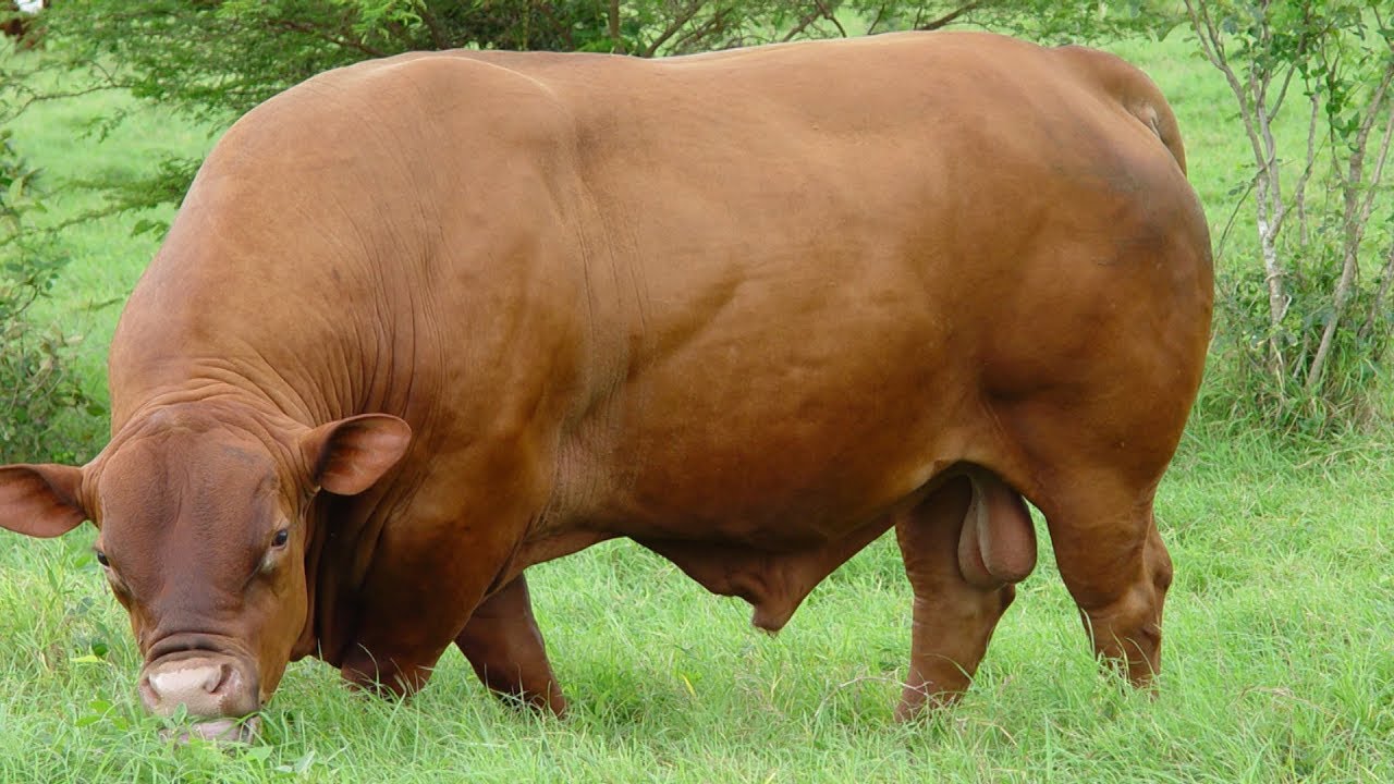 Senepol Cattle | Parasite Resistant Power Grazers - YouTube