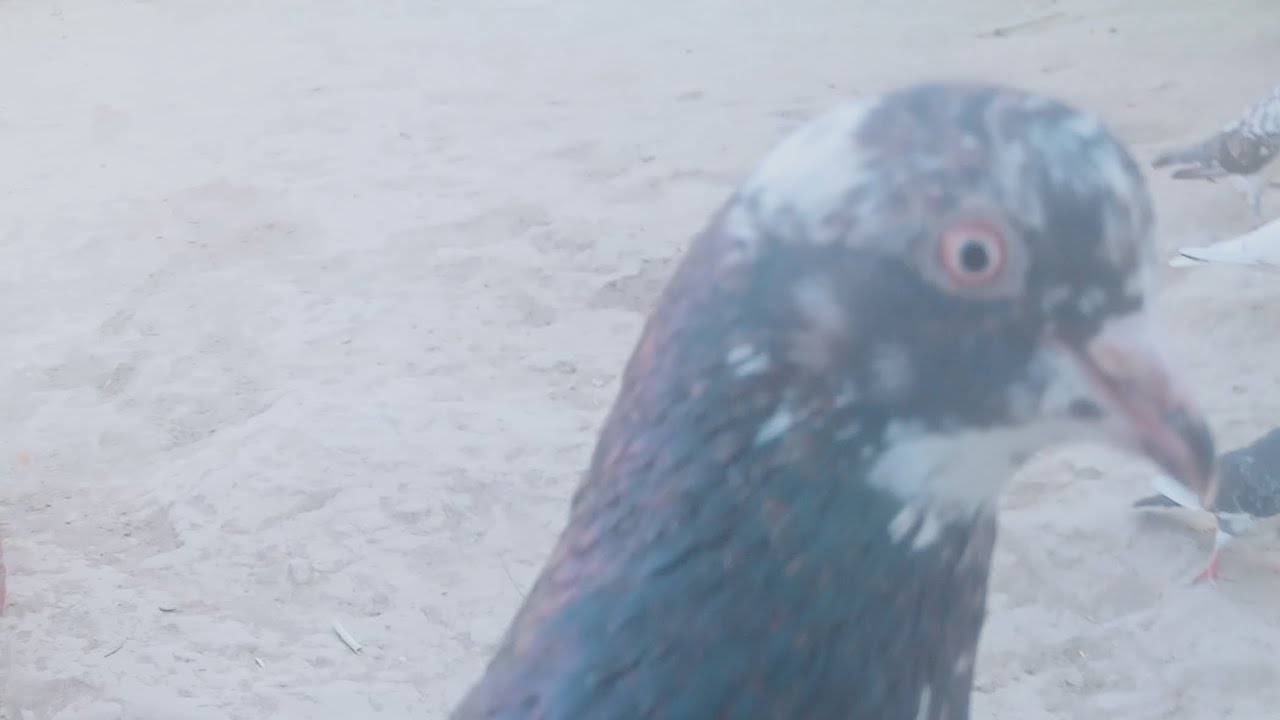 Fighter pigeon Fake pigeon The most beautiful pigeons in the world If ...