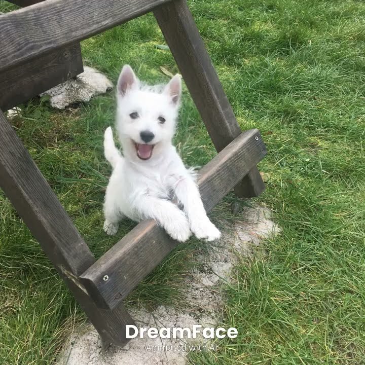 Baby Roxy singing ! #puppy #holidaypets #doglover #pets #cute - YouTube