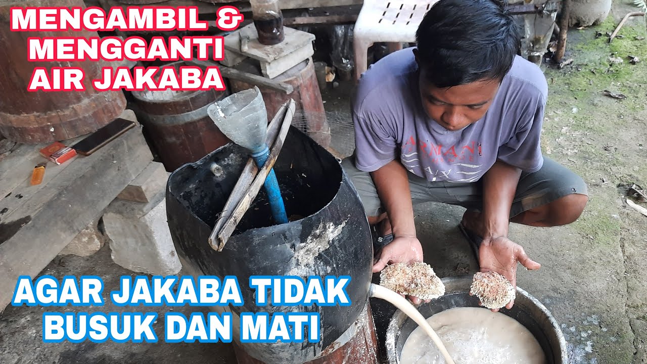 Cara mengambil dan mengganti air jakaba agar jakaba tetap tumbuh subur ...