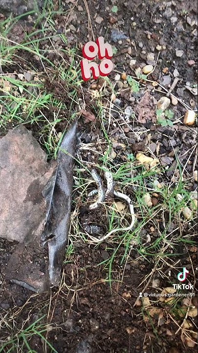Found another snake in my garden - YouTube
