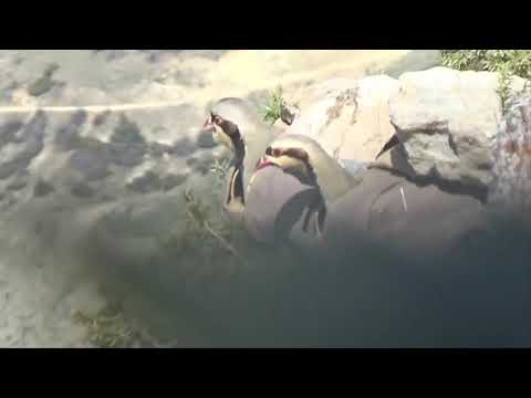 KEKLİK DAĞDA GÜZEL ÇATILAR EFSANE YİNE !!