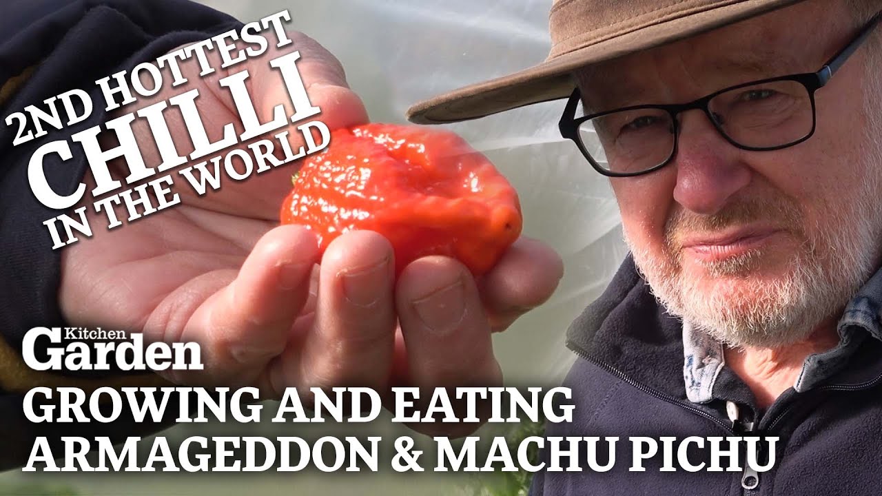 Growing & Eating the 2nd Hottest Chilli in the World - The Armageddon ...
