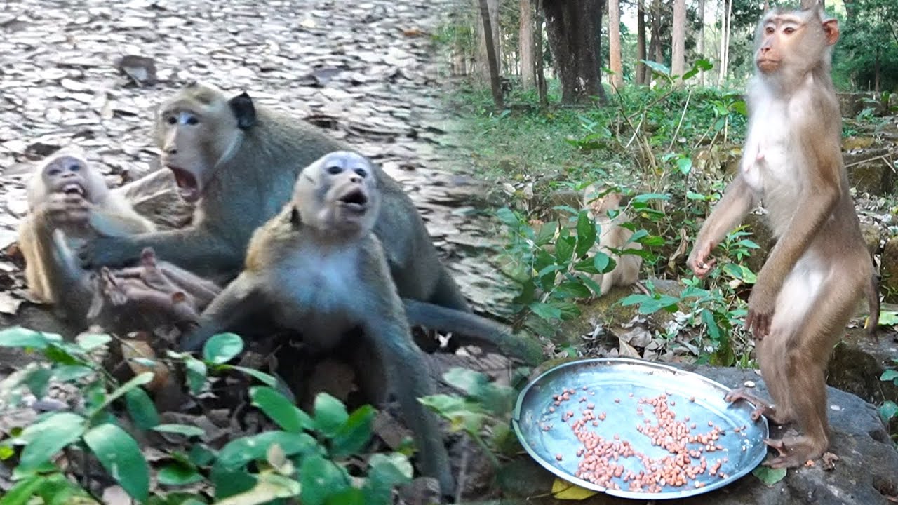 Monkey Rose brings Brady to drinks milk, Popoy call Brutus Jr how power ...