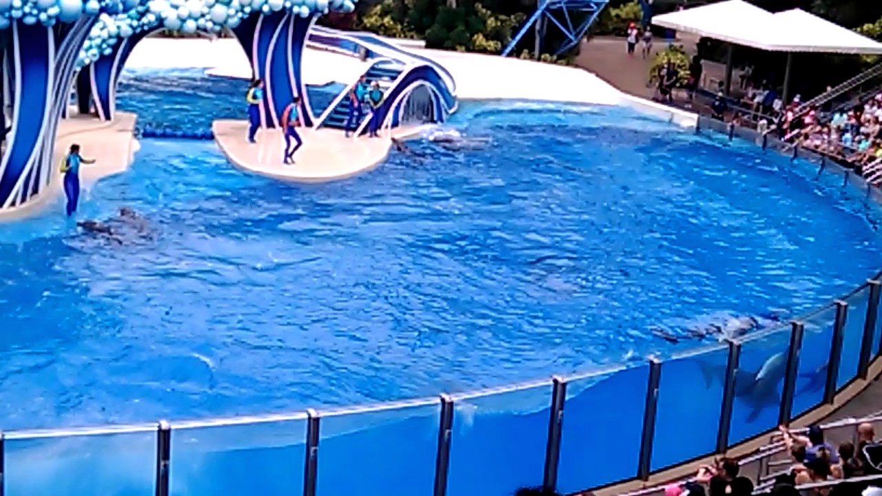 Delfín(3) - YouTube