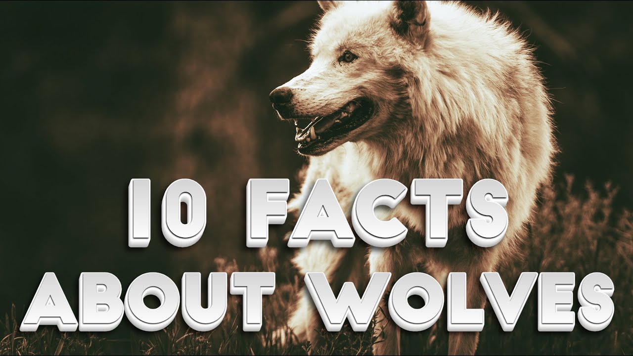 10 Fascinating Facts! About wolves 🐺 - YouTube