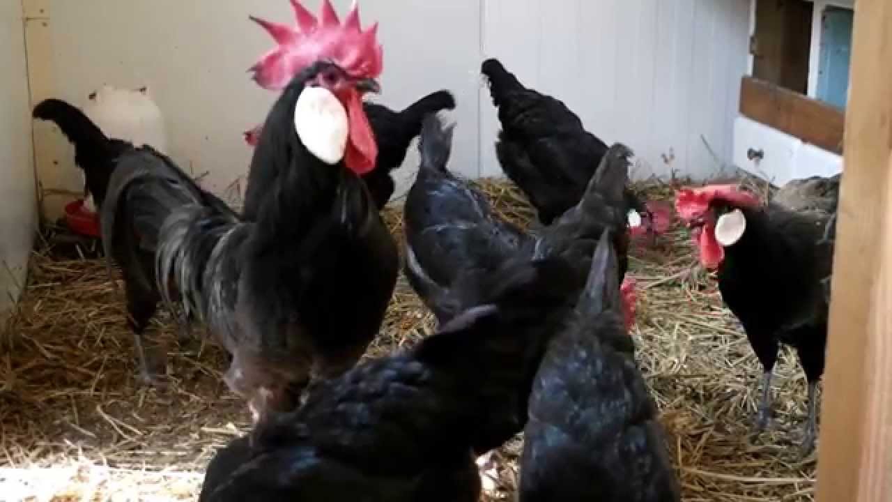 Black Minorca Pullets Spanish, Leghorn, Minorcan & Ancona Chickens