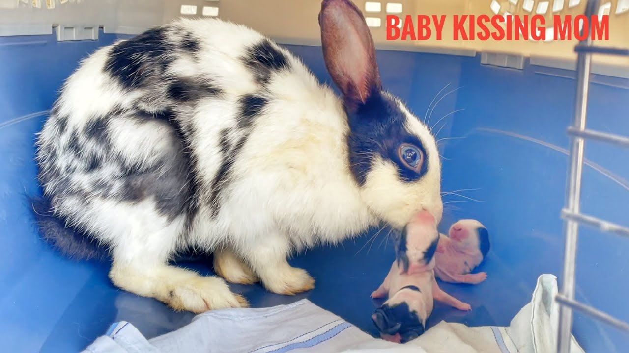 Baby Rabbits Kissing Mom | Rabbit Eating Tamato | Cutest Baby Rabbits ...