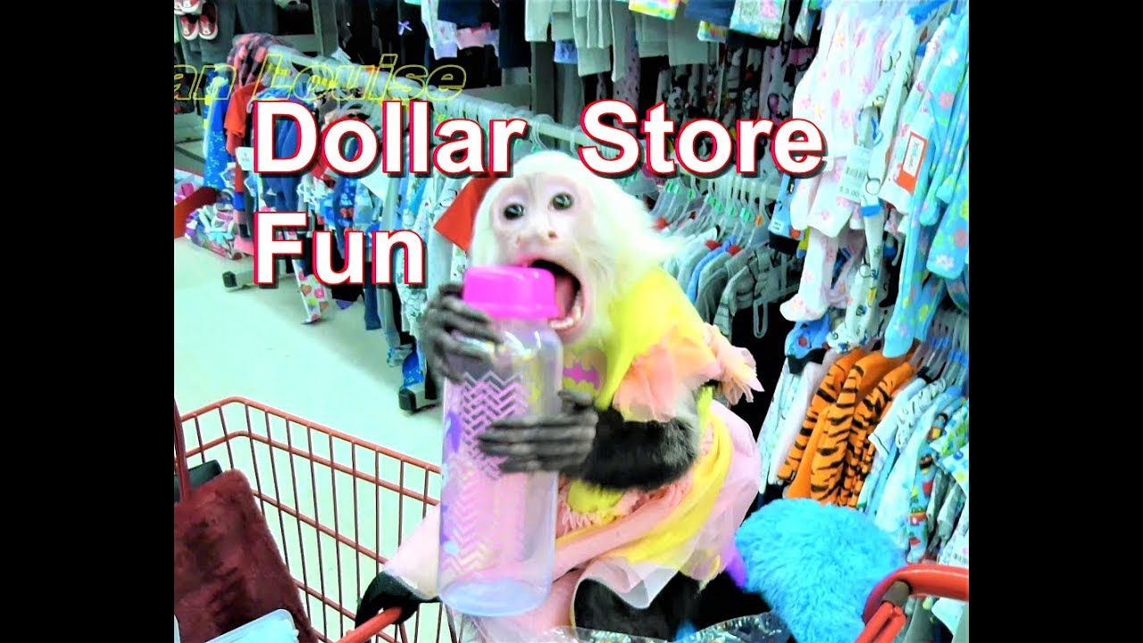 Shop With a Monkey Pet - YouTube