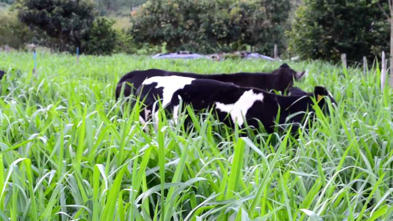 Pastejo Rotacionado Mombaça - Manhumirim - MG - Eng. Agr. Everton ...