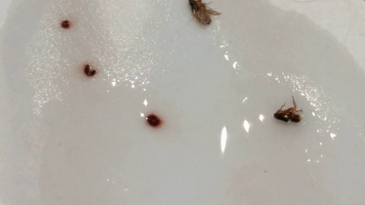 Dissolving Flead Dirt in Boiling Water - YouTube