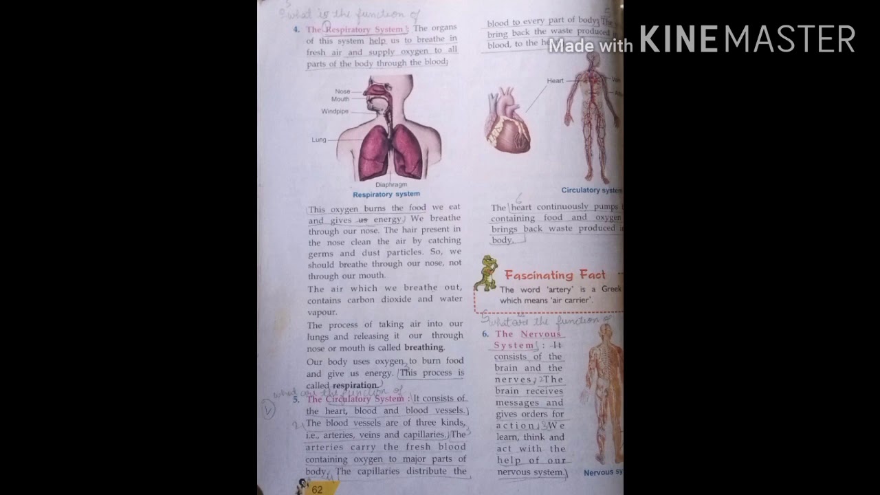 Human body: A machine part 2 - YouTube