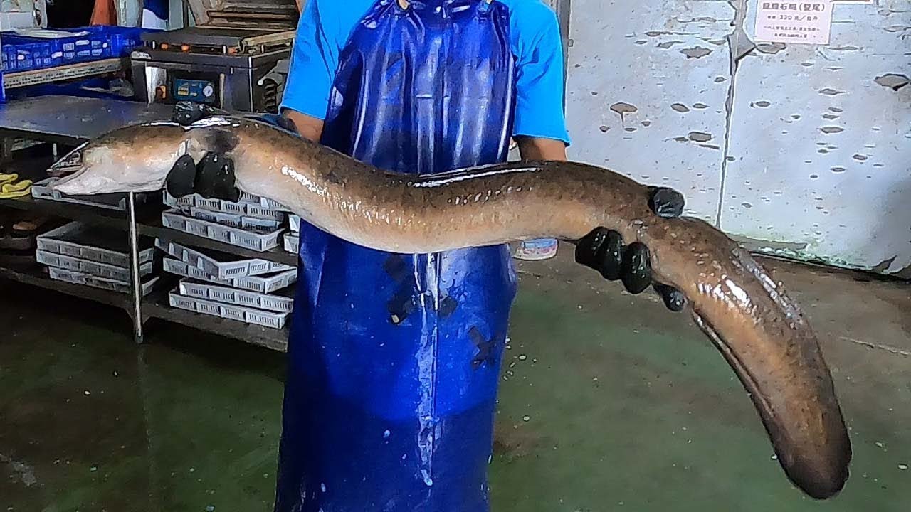Secrets to Cutting Live Grouper, Eel & Bluefin tuna – Expert Fish ...
