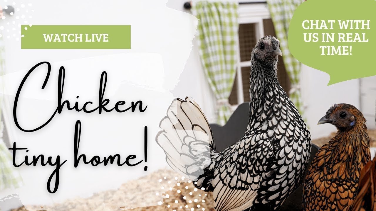Live Chicken Tiny Home: Interact with chickens in their cosy, fully ...