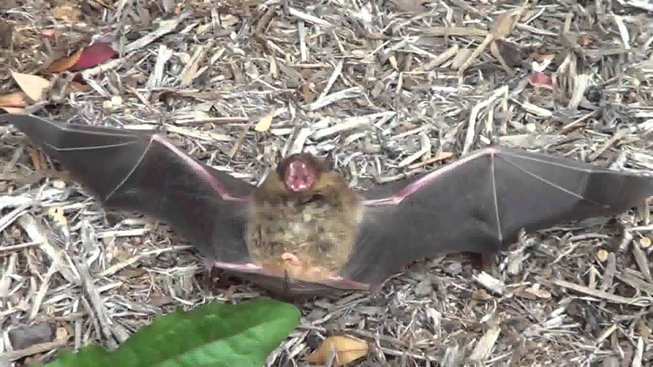 Bat Screaming - YouTube