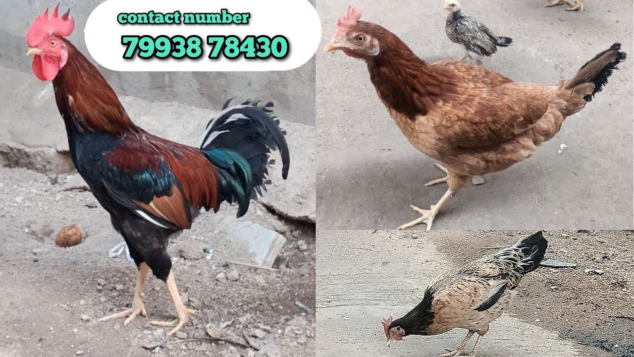 Pure Desi Murga Murgi Available In Amberpet - YouTube