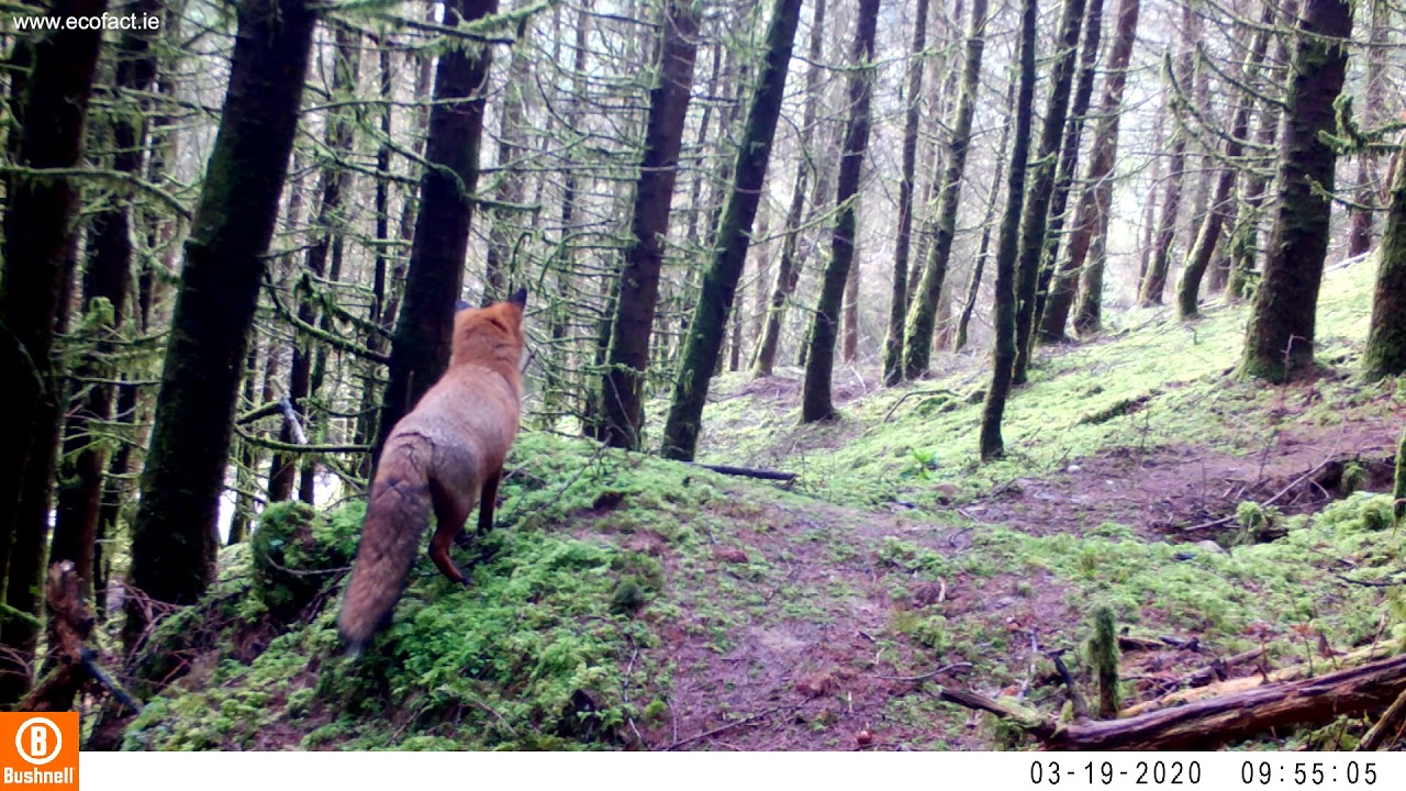 Fox outside a den in north Co Tipperary - YouTube