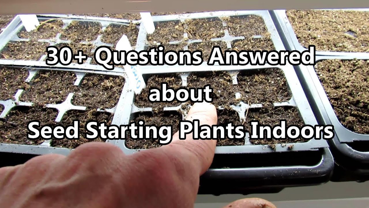 Seed Starting Basics: 30+ Questions Answered on Seed Starting Indoors ...