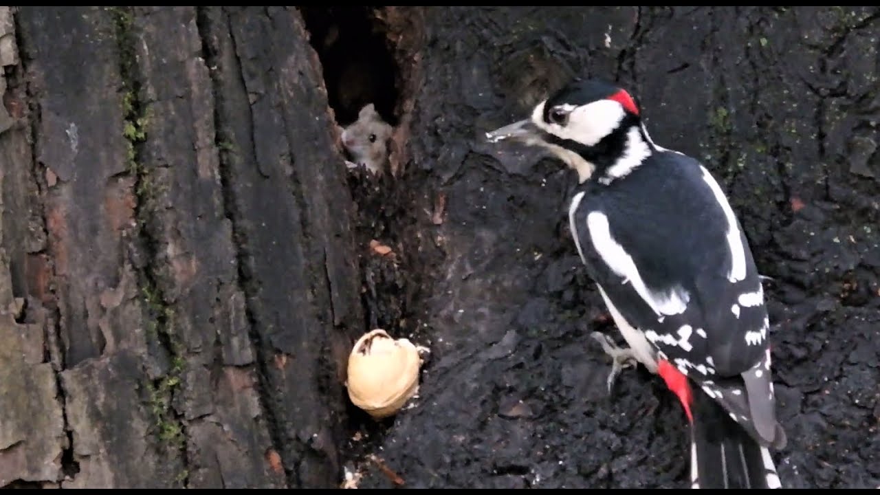 Бедные мыши. Их даже дятлы объедают / Poor mice, even a woodpecker ...