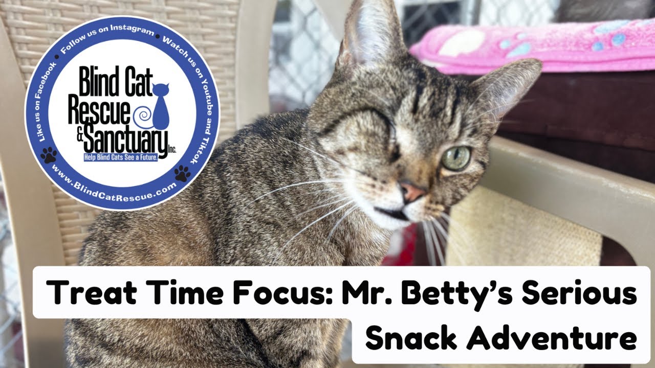 Treat Time Focus: Mr. Betty's Serious Snack Adventure - YouTube