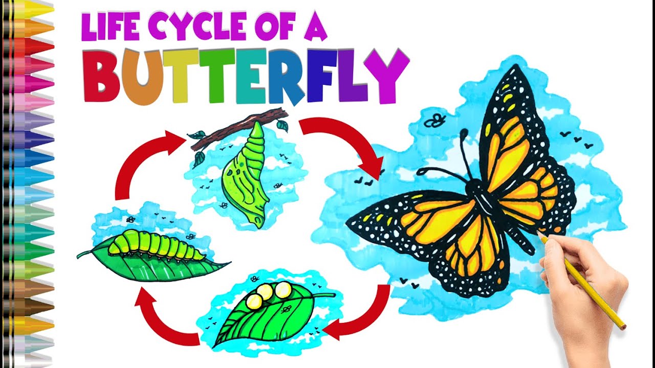 How to Draw Life Cycle Of A Butterfly | Easy Step by Step Drawing and ...