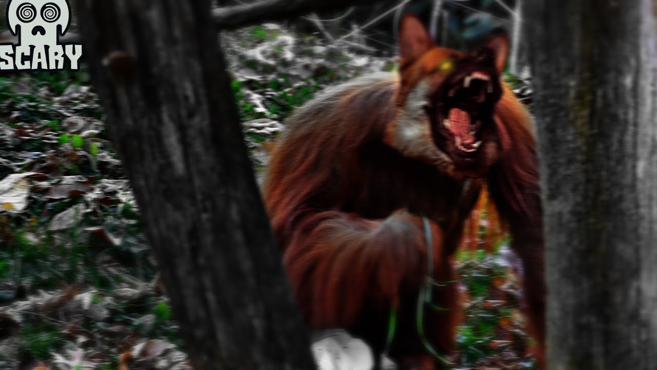 Dogman in the Abandoned Playground: 2 New WISCONSIN Stories! - YouTube