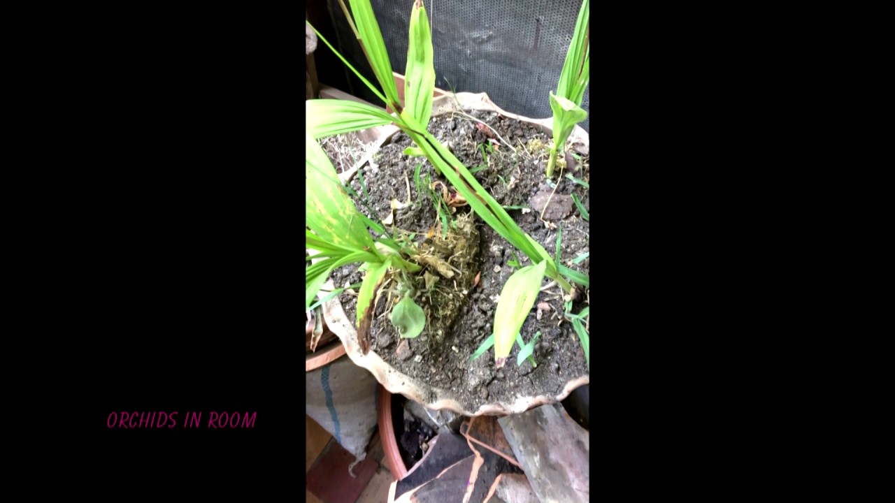Bletilla striata seed pod! - YouTube