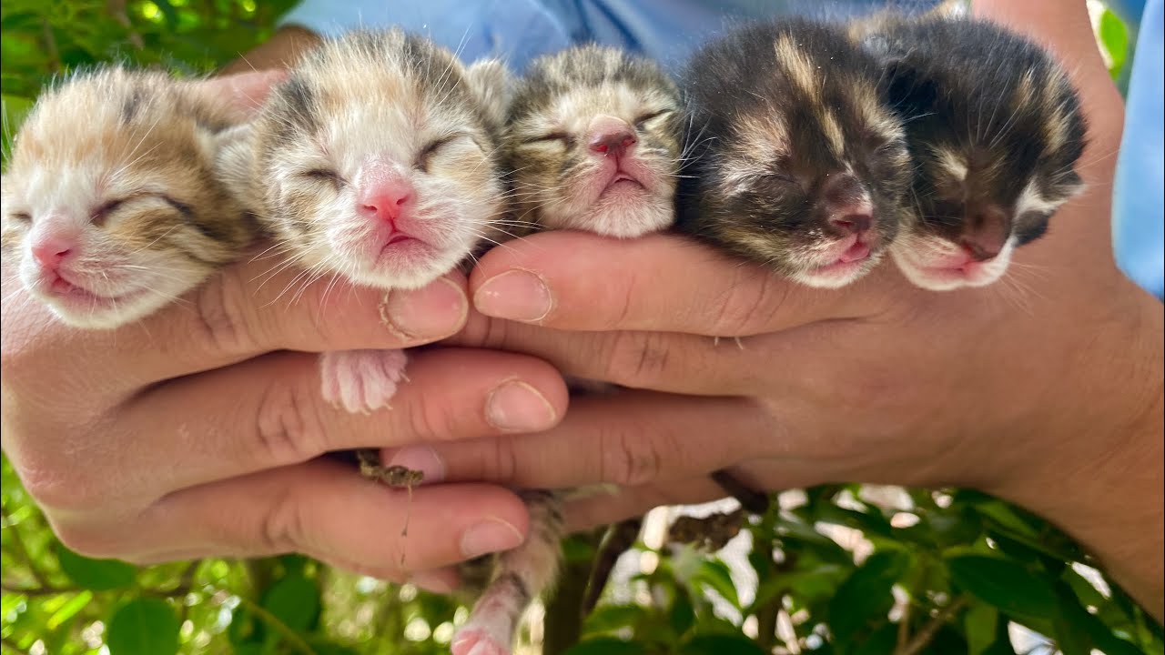 Five Cute kittens - Cute Animals - YouTube