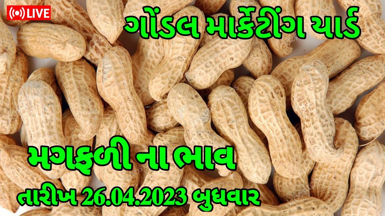 મગફળી ના ભાવ આજના | magfadi na bhav ajna | 26.04.2023 | Peanuts rate ...